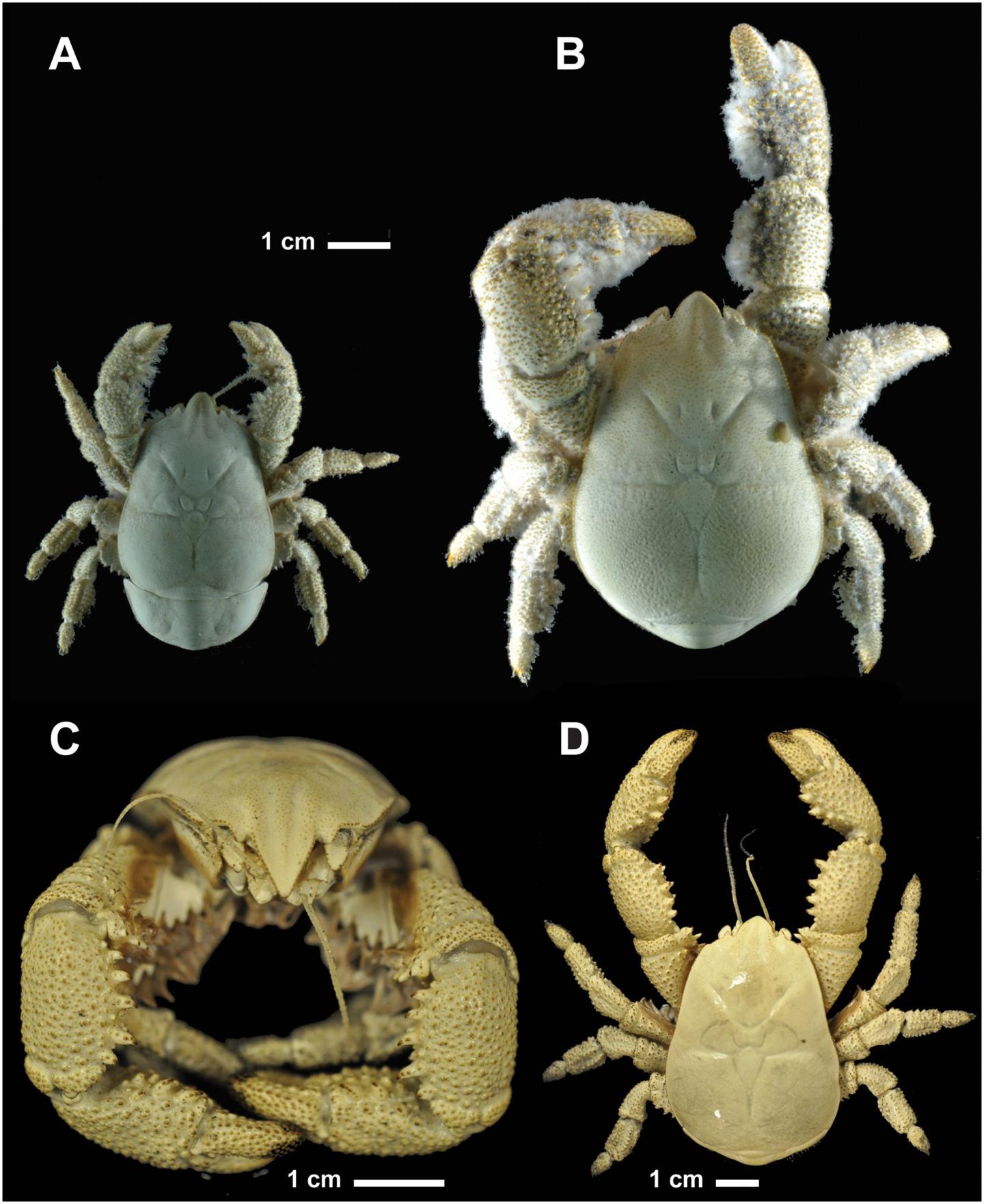 First Species Of Yeti Crab Found In Antarctica | Science 2.0