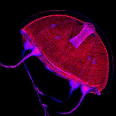 Searching for the origin of muscles | Science Codex