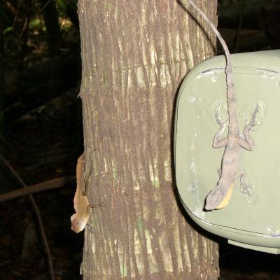 Anatomy determines how lizards attract partners and repel rivals ...