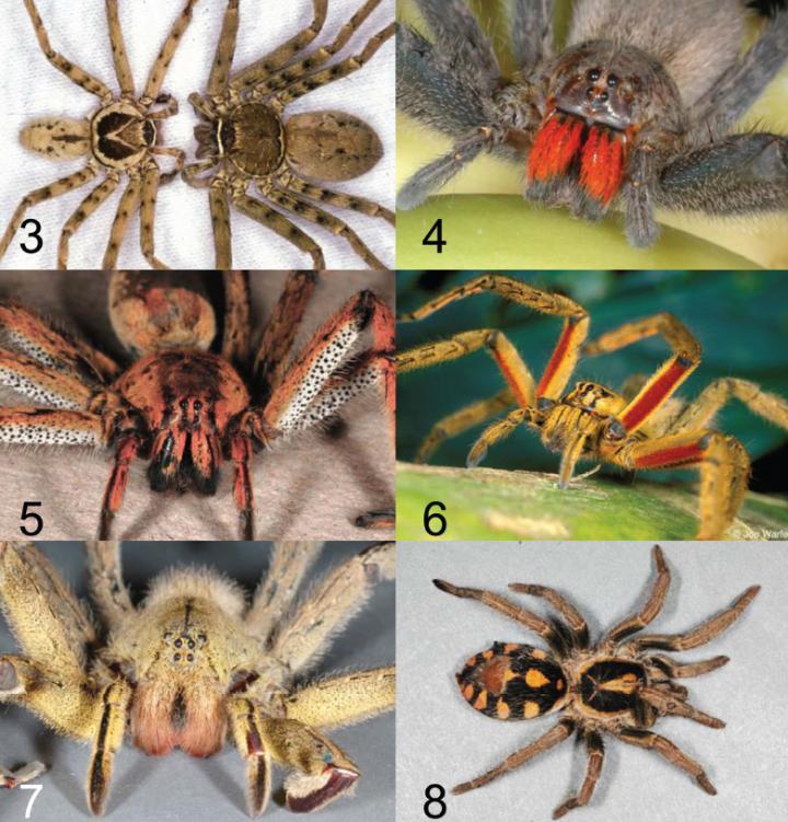 New study provides key to identifying spiders in international cargo ...