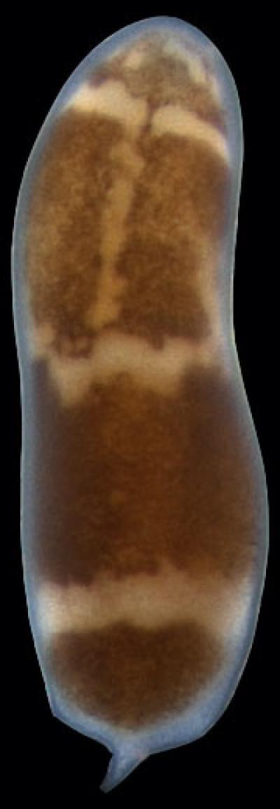 Three-banded panther worm debuts as a new model in the study of ...