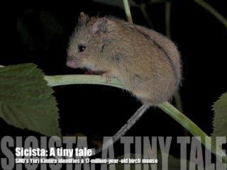 Birch mouse ancestor discovered in Inner Mongolia is new species of ...