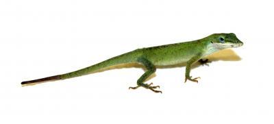 How lizards regenerate their tails: researchers discover genetic ...