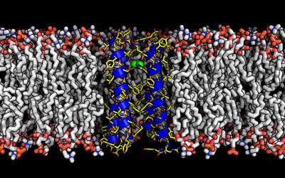Creation of 'Rocker' protein opens way for new smart molecules in ...