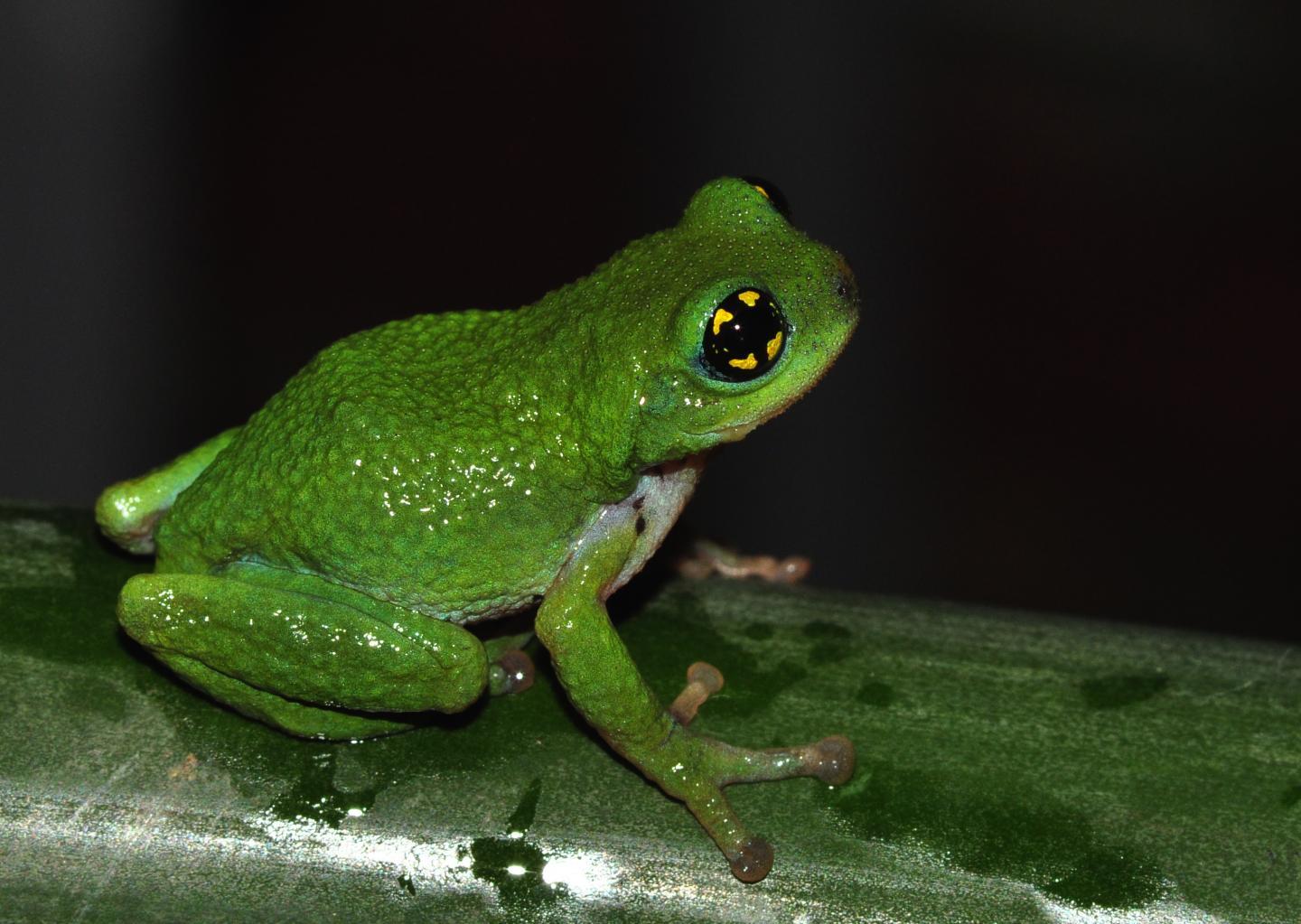 NUS researchers discover for the first time that a rare bush frog ...