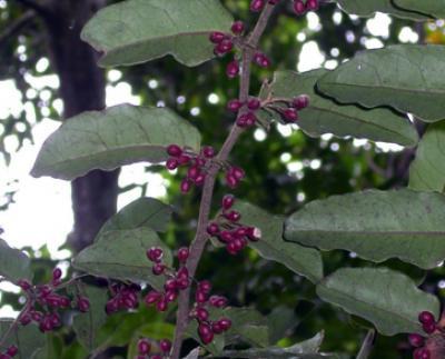 A gluttonous plant reveals how its cellular power plant devours foreign ...