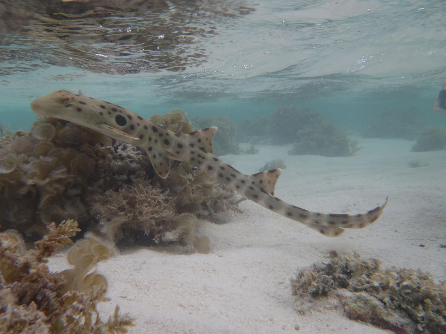 Sharks that hide in coral reefs may be safe from acidifying oceans ...