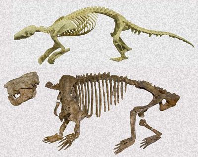 Fossil skeleton of strange, ancient digging mammal clears up 30-year ...