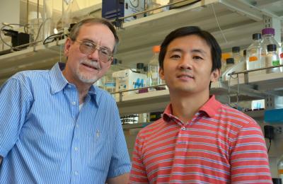 WSU researchers find crucial step in DNA repair | Science Codex