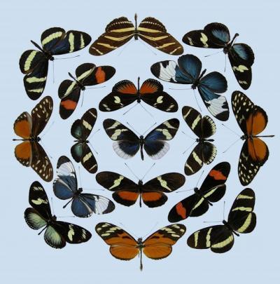 Butterflies show origin of species as an evolutionary process, not a ...