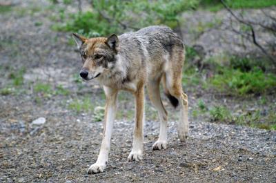 Top predators key to extinctions as planet warms | Science Codex