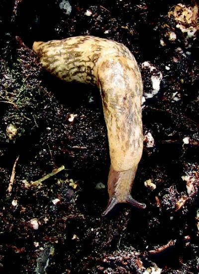 Slug ecology and management in no-till field crops | Science Codex