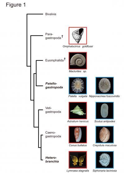Snail shell coiling programmed by protein patterning | Science Codex