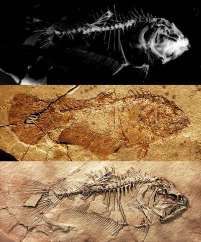 Mystery of the flatfish head solved | Science Codex