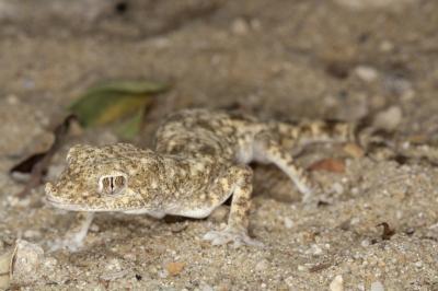 Where do lizards in Qatar live? First distribution maps for the state ...