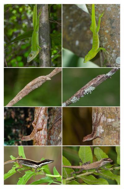 Lizards show evolution is predictable | Science Codex