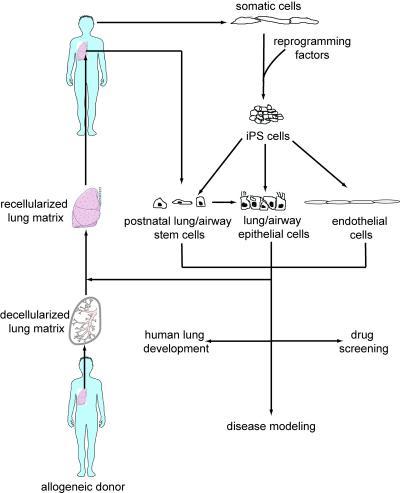 Human stem cells converted to functional lung cells | Science Codex