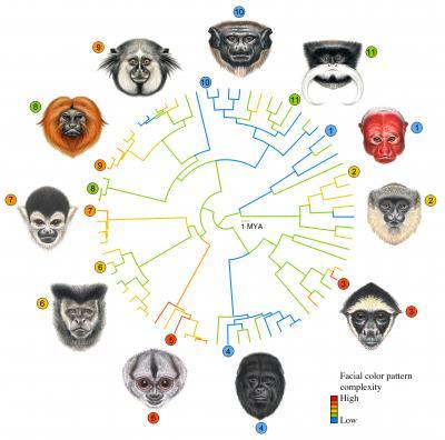Evolution is written all over your face | Science Codex