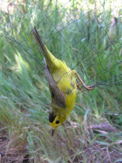 How safe is mist netting? First large-scale study into bird capture ...