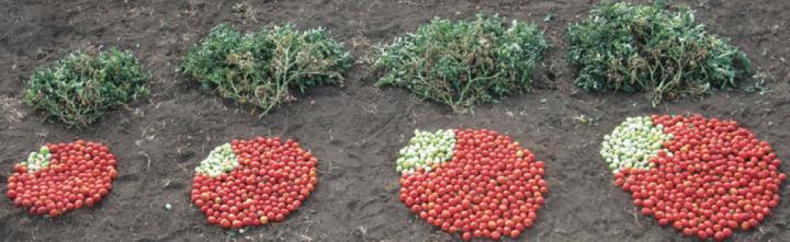 100 percent boost in tomato yields with new genetic toolkit - Genetic ...