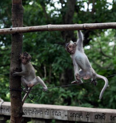 From the mouths of monkeys: Swab technique spots tuberculosis in non ...