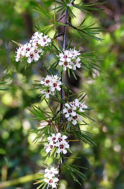 And then there were 10 -- unexpected diversity in New Zealand kanuka ...