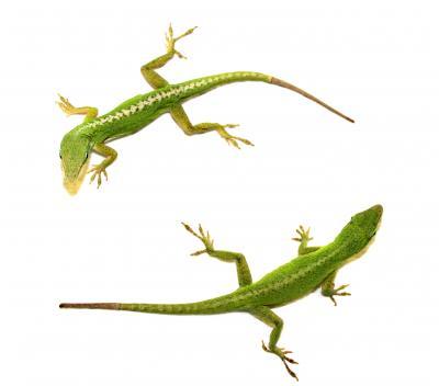 How lizards regenerate their tails: researchers discover genetic ...