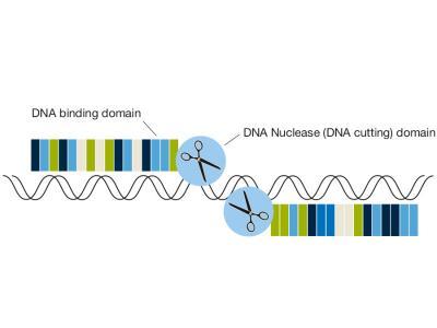 Fast track to mouse modeling | Science Codex
