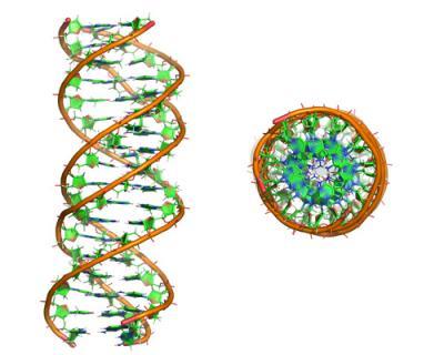 First description of a triple DNA helix in a vacuum | Science Codex