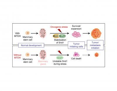 Diabolical duo: Known breast cancer gene needs a partner to initiate ...