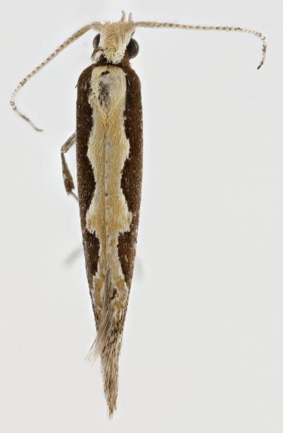 Discovering a diamondback moth: Overlooked diversity in a global pest ...