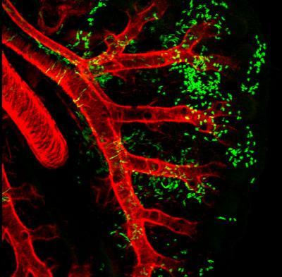 Common stem cell in heart and lung development explains adaption for ...