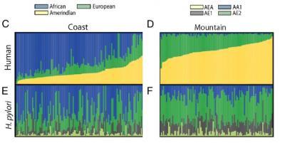 Researchers discover that coevolution between humans and bacteria ...