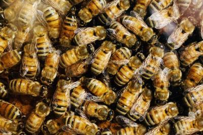 Insects have personality too, research on honey bees indicates ...