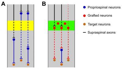 Relay strategies combined with axon regeneration: A promising approach ...
