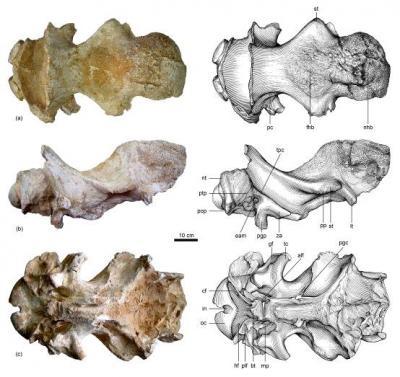 A tandem-horned rhino from the Late Miocene of China reveals origin of ...