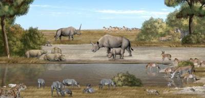 A tandem-horned rhino from the Late Miocene of China reveals origin of ...