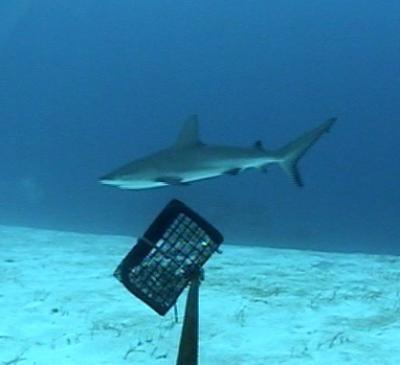 'Chum cam' underwater video survey shows that reef sharks thrive in ...