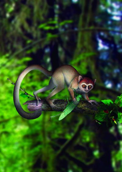 Discovery of oldest primate skeleton, ancestor of humans and apes ...