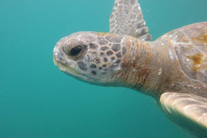 Endangered green turtles may feed, reside at Peru's central, northern ...