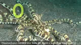 Fish mimics octopus that mimics fish | Science Codex