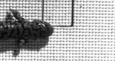 The evolution of fins to limbs in the land invasion race | Science Codex