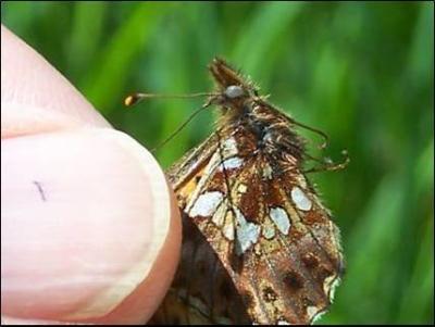 Standardized methods for the GMO monitoring of butterflies and moths ...