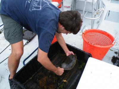 New study shows inbreeding in winter flounder in Long Island's bays ...