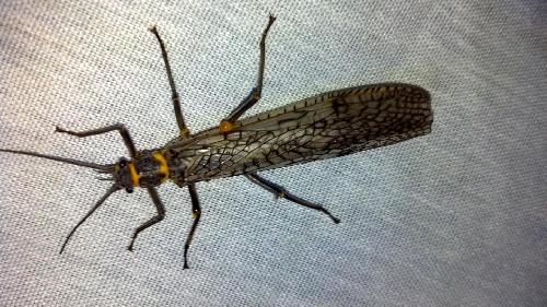 How did the stonefly cross the lake? The mystery of stoneflies ...