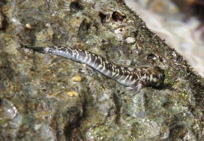 How a legless, leaping fish that lives on land avoids predators ...