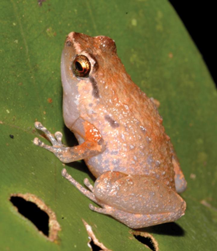 Night calls reveal 2 new rainforest arboreal frog species from western ...