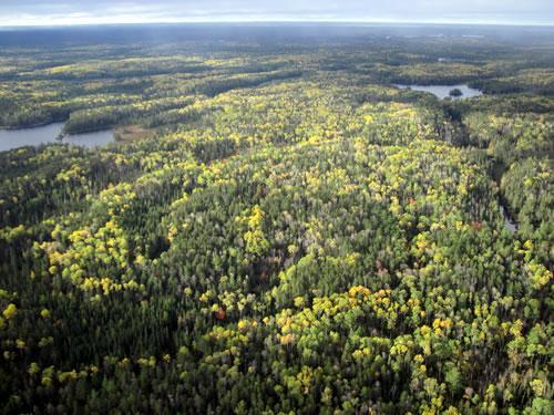 Radical change projected for northern forests is rooted in past ...