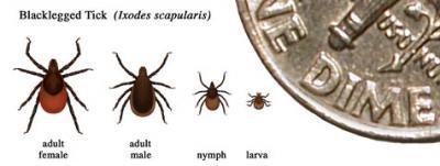 Test for persistent Lyme infection using live ticks shown safe in ...