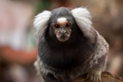 Marmoset monkeys know polite conversation | Science Codex